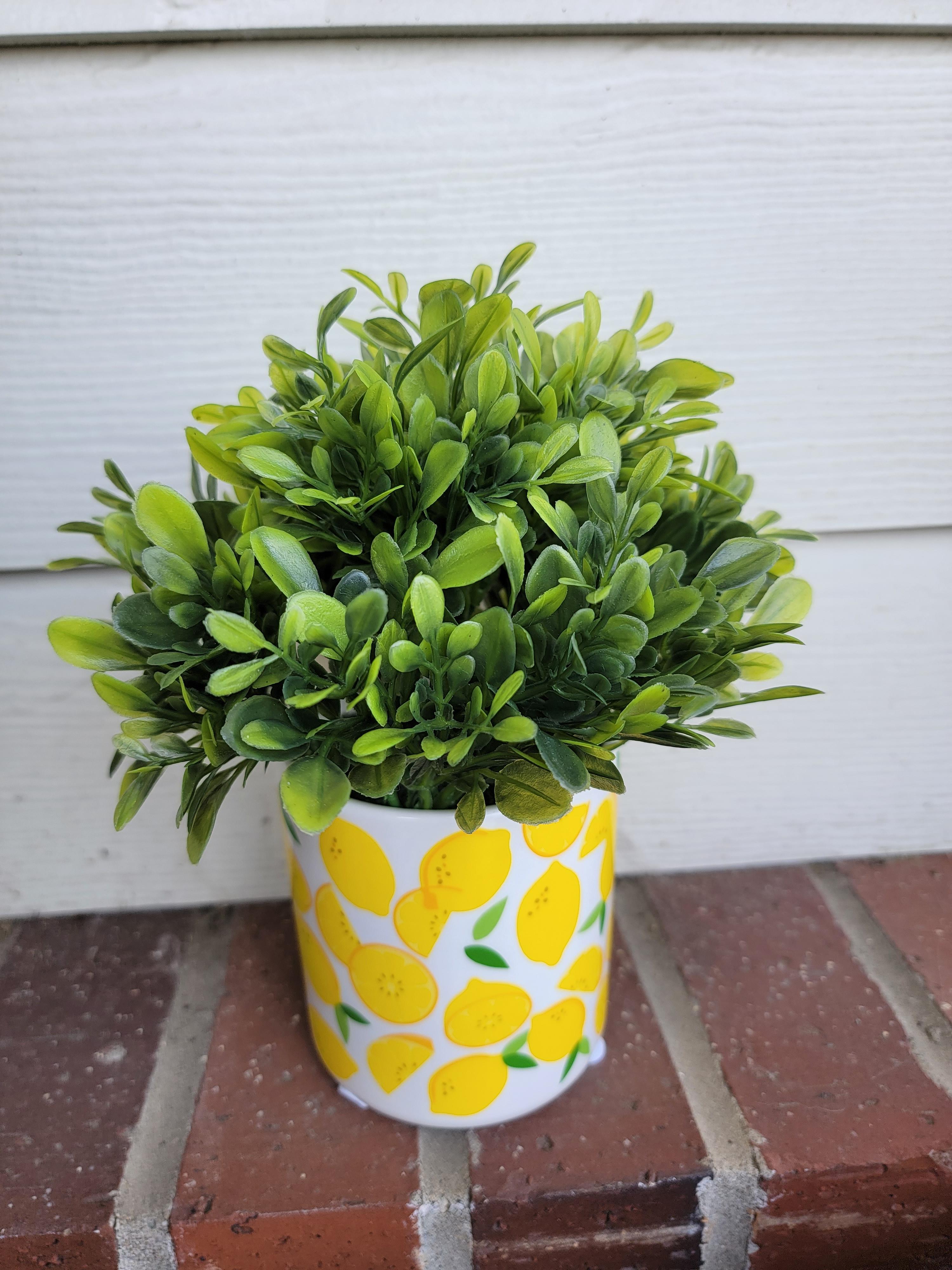 d03 plant in ceramic lemon pot - For the Love of Pete – Salem, Oregon