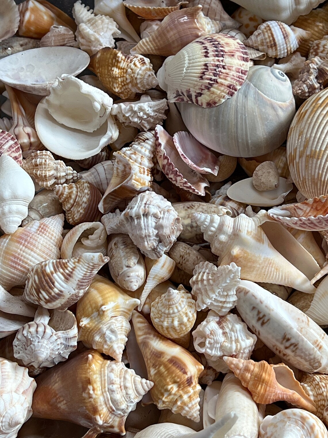 d1 large tub of assorted shells - For the Love of Pete – Salem, Oregon